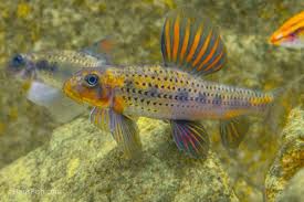PURPLE SAILFIN GUDGEON (Microphysogobio tafangensis) | ECOAquariums