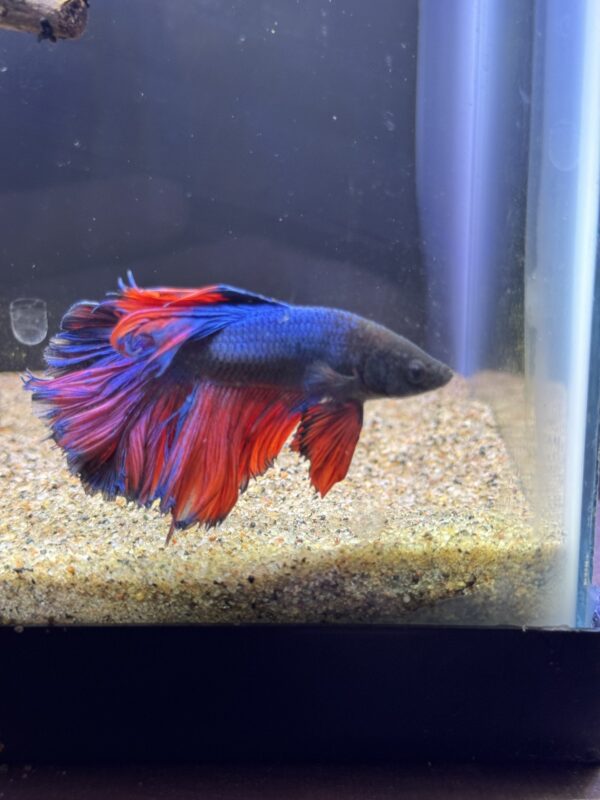 Super Delta (Actual picture of betta in store) | ECOAquariums